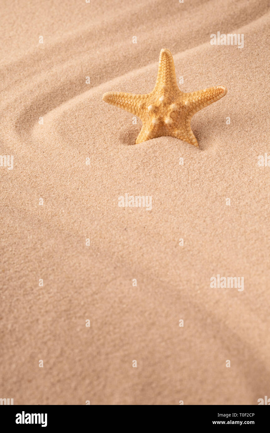 one single sea star or starfish on tropical beach sand. Concept for ...