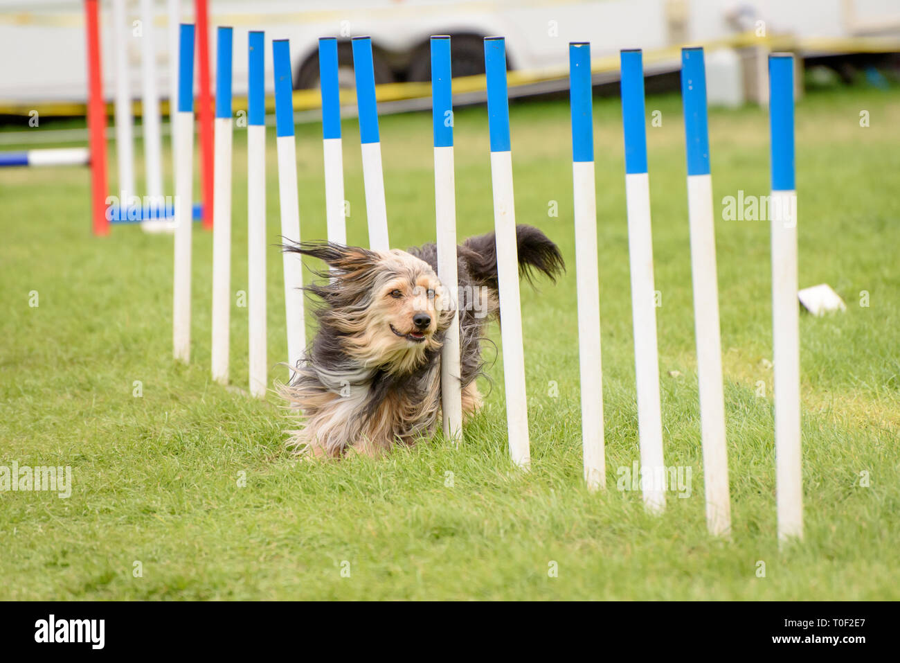 A dog weaving through the weaving poles at an agility event Stock Photo ...