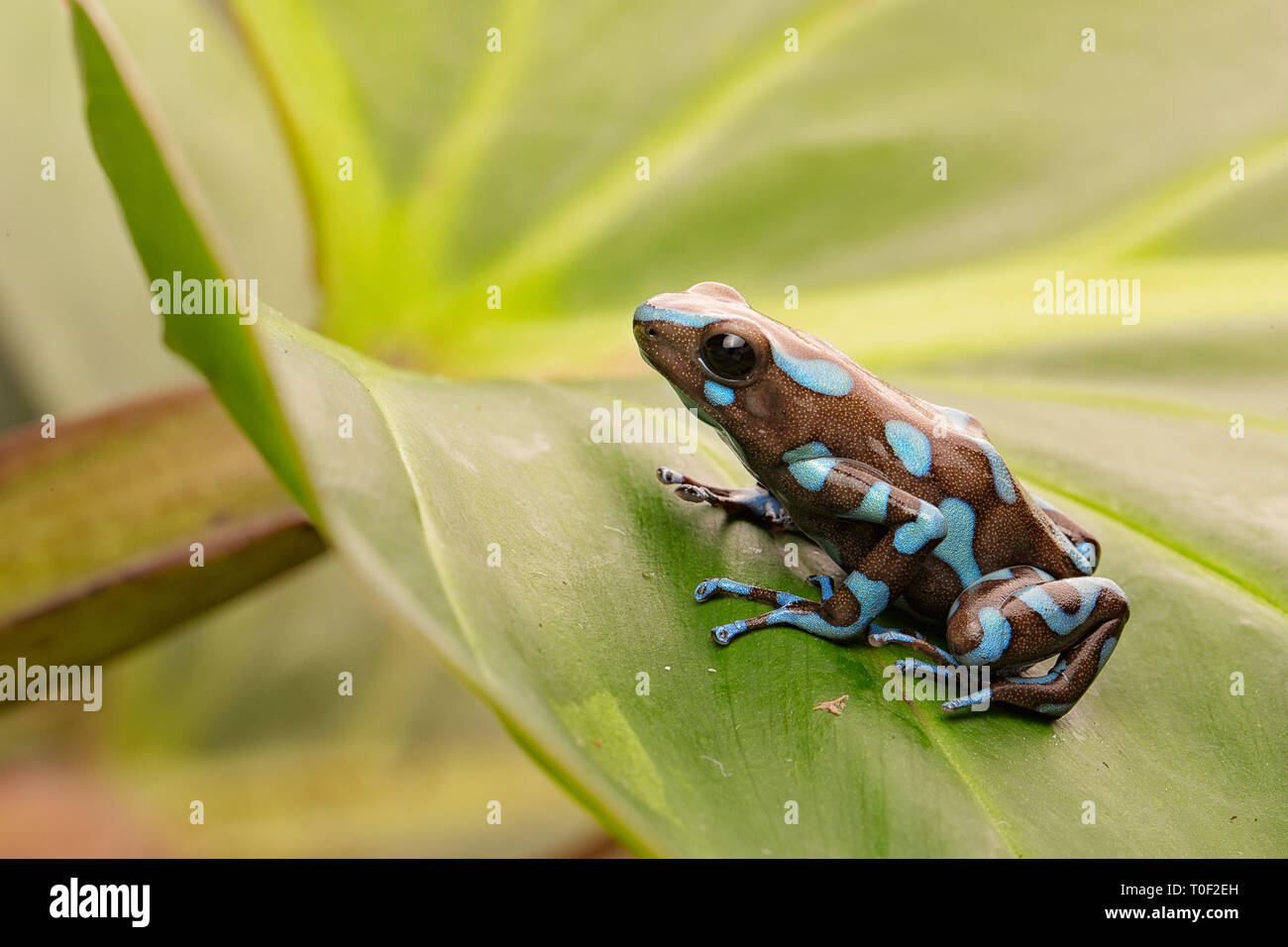 tropical poison dart frog from the exotic rain forest of Panama. Macro ...