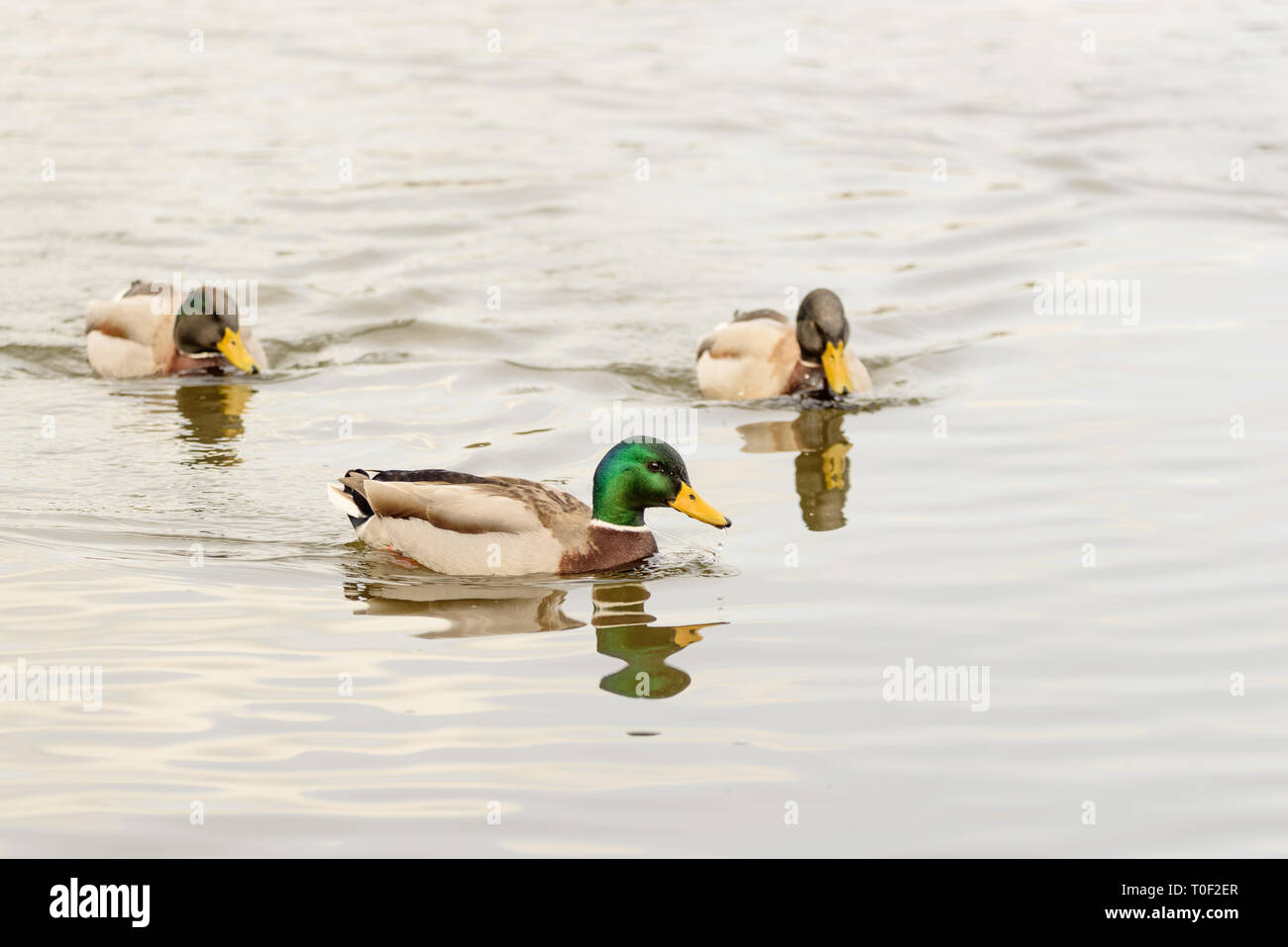 Three yellow ducks hi-res stock photography and images - Alamy