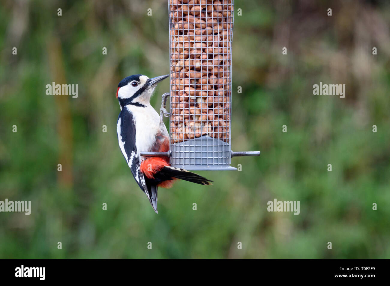 Bird eating nuts hi-res stock photography and images - Alamy