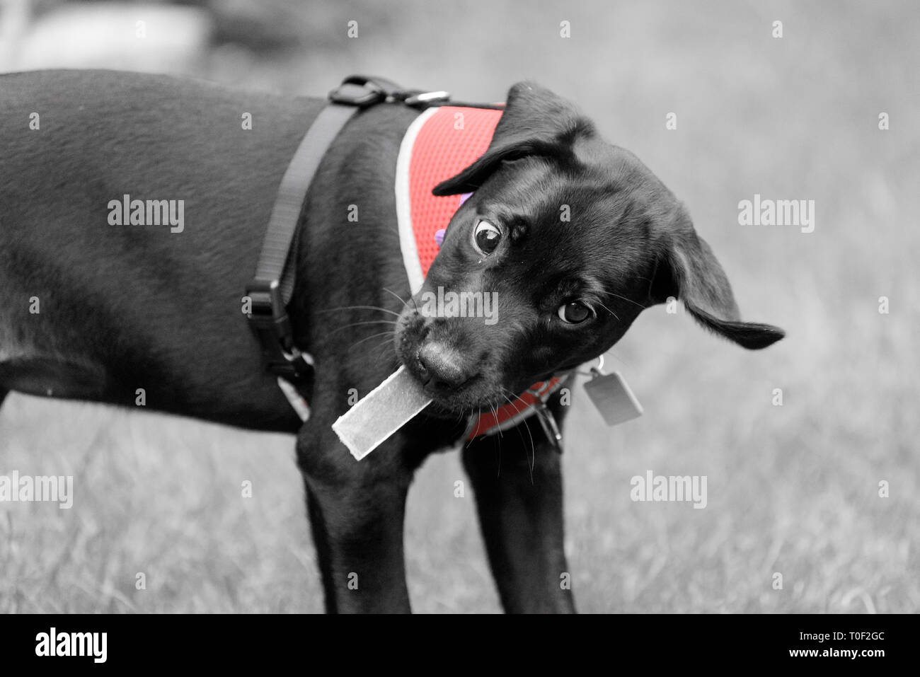 A black labrador puppy pulling a funny face eating a chew, in the ...