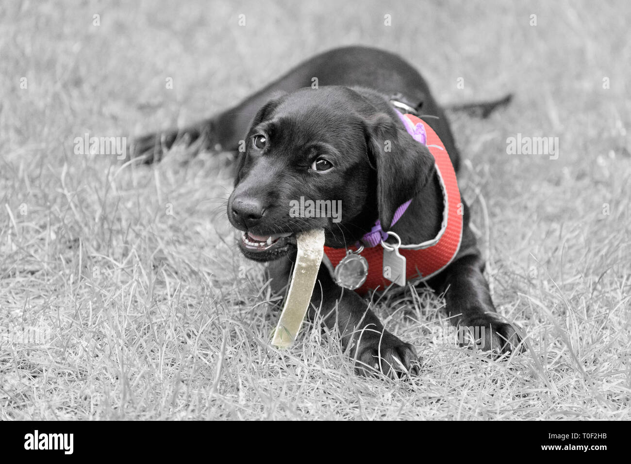 Dog lying relaxed in a garden hi-res stock photography and images - Alamy