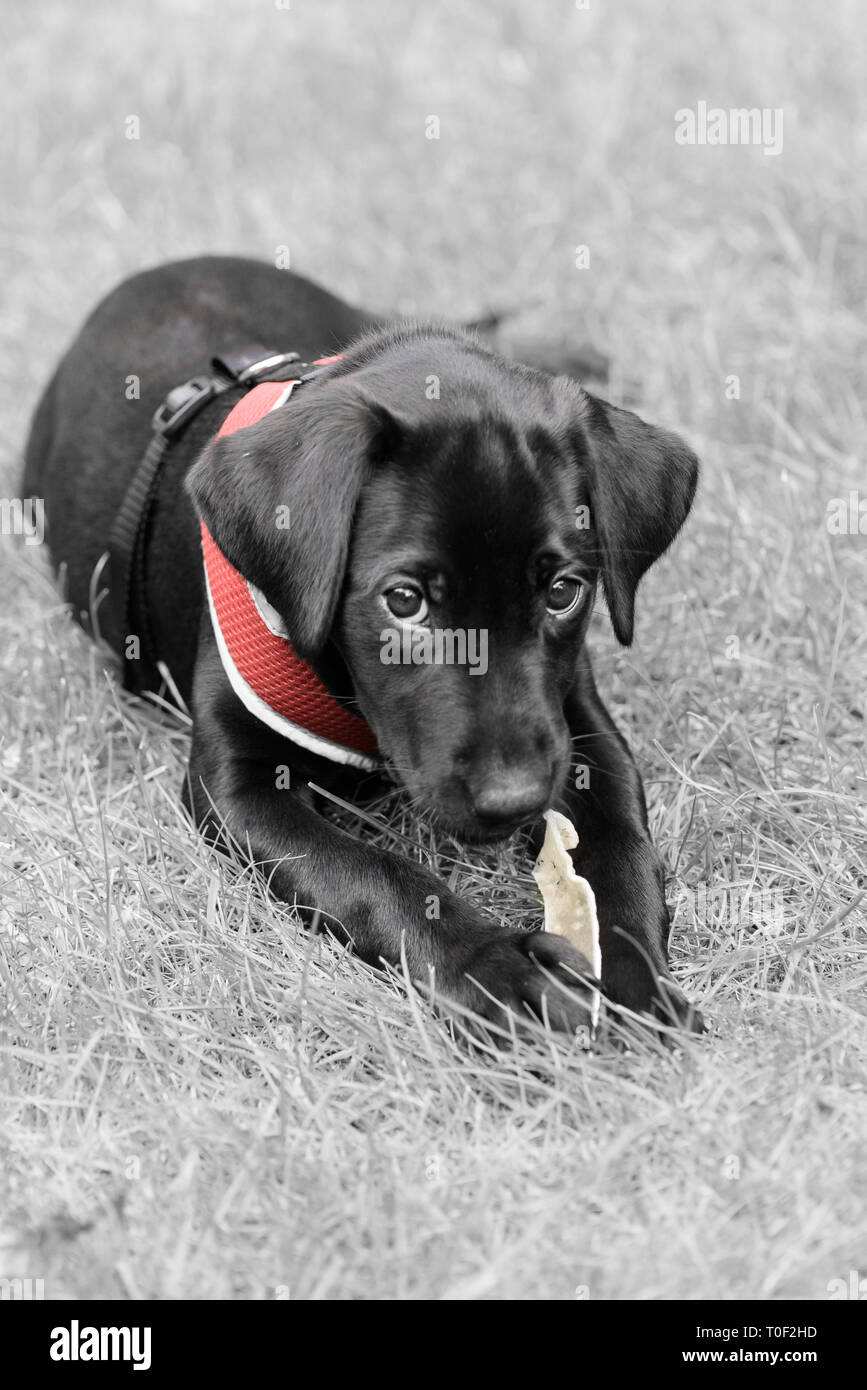 Gun dog eating hi-res stock photography and images - Alamy