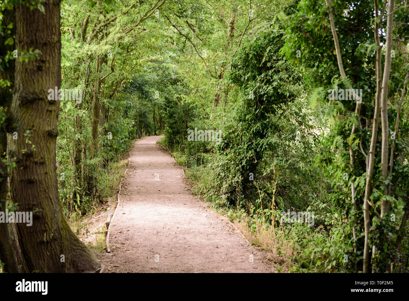 A pathway between trees in the woods alongside the lakes at Earlswood ...