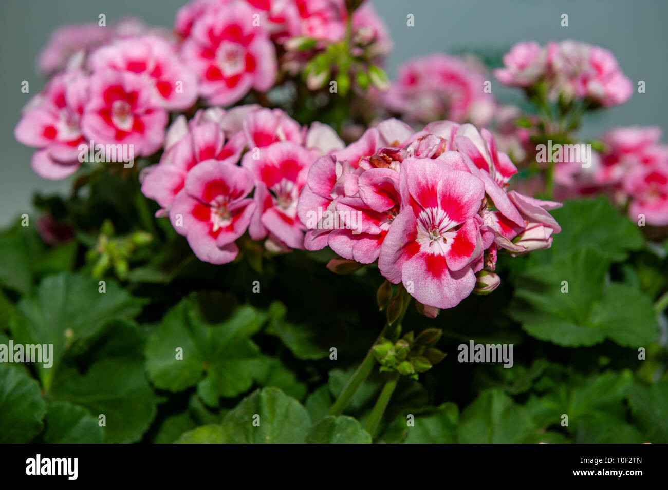 Geranium indoor plant hi-res stock photography and images - Alamy