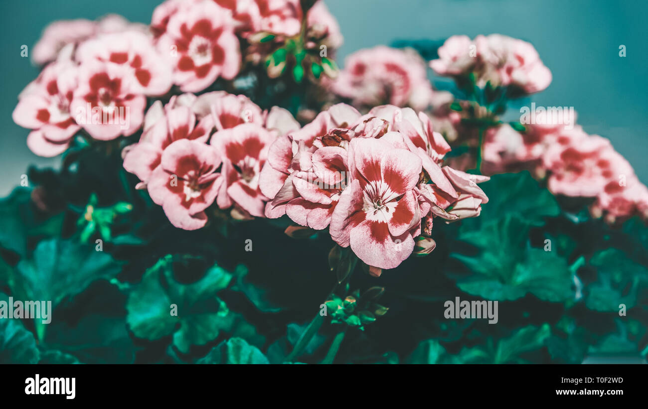 Cutting geranium hi-res stock photography and images - Alamy