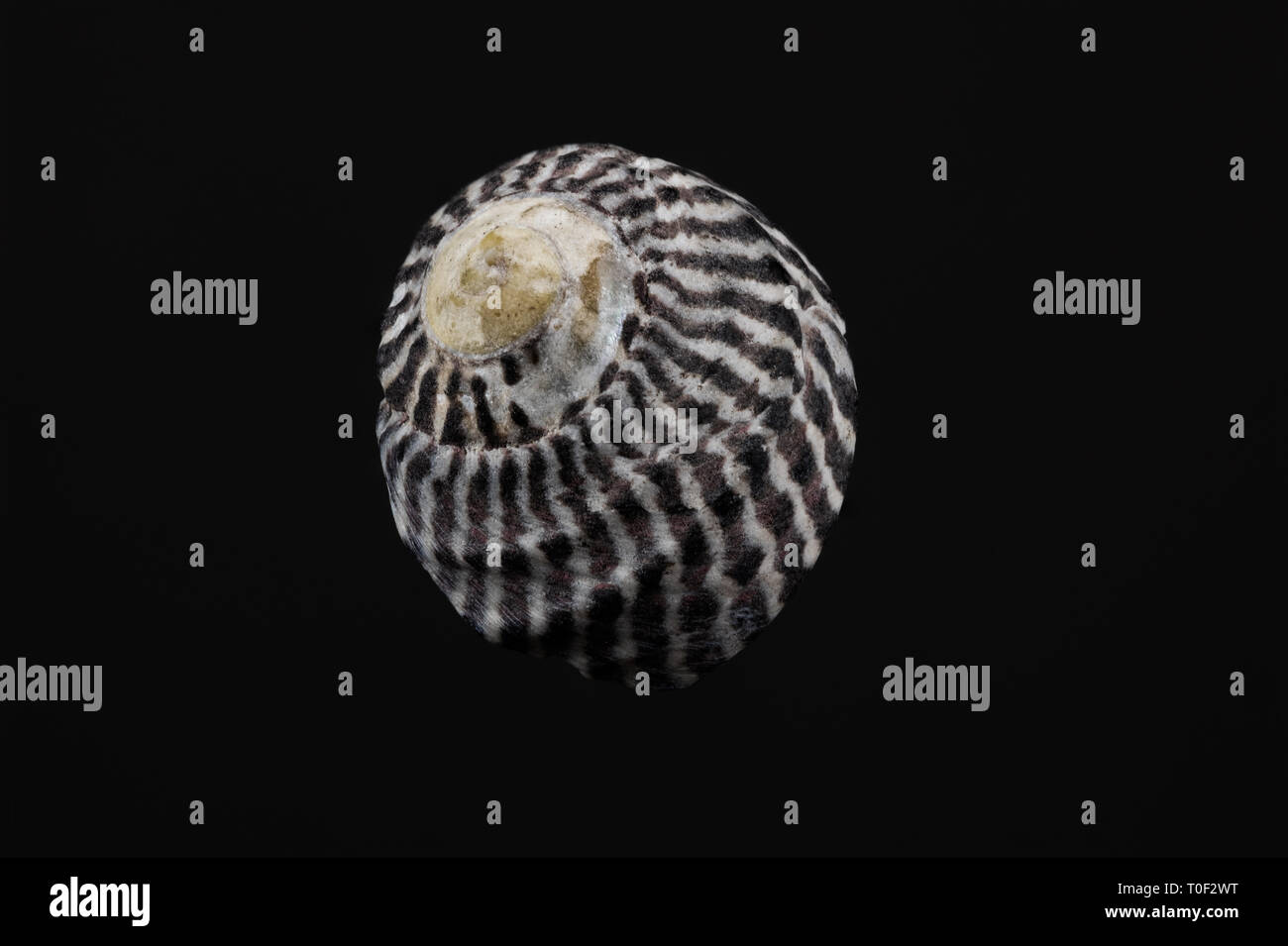 Macro image of a shell on black background Stock Photo - Alamy