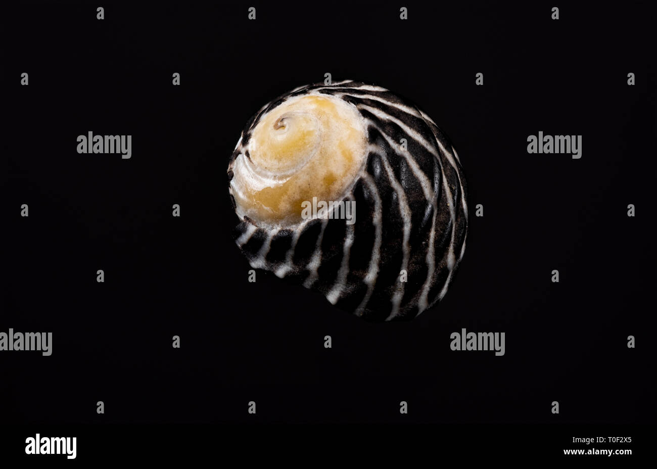 Macro image of a shell on black background Stock Photo - Alamy