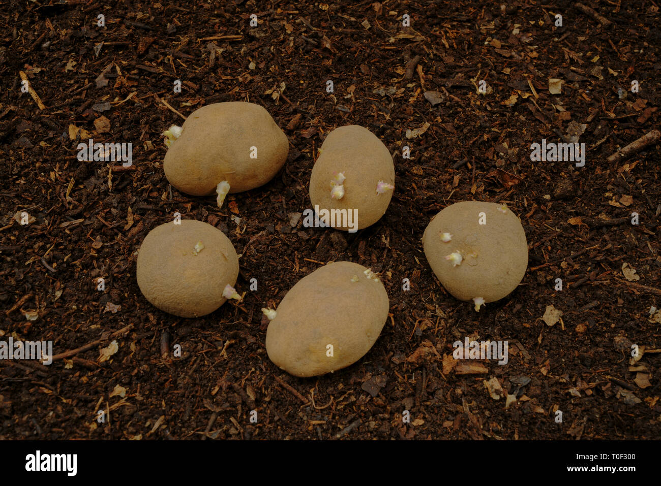 Charlotte seed potatoes chitted ready for planting Stock Photo - Alamy