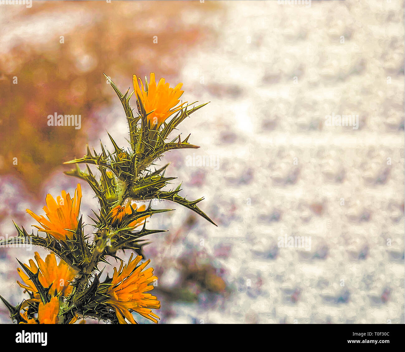 Wild blooming Scolymus Hispanicus or Spanish oyster thistle. Native to ...