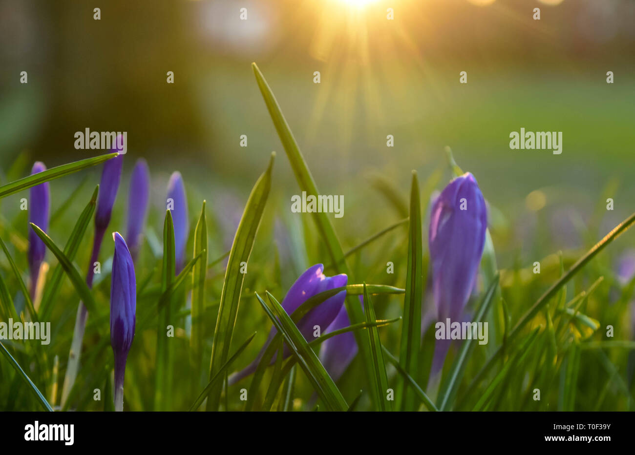 green summer landscape with beautiful weather and sunshine Stock Photo ...