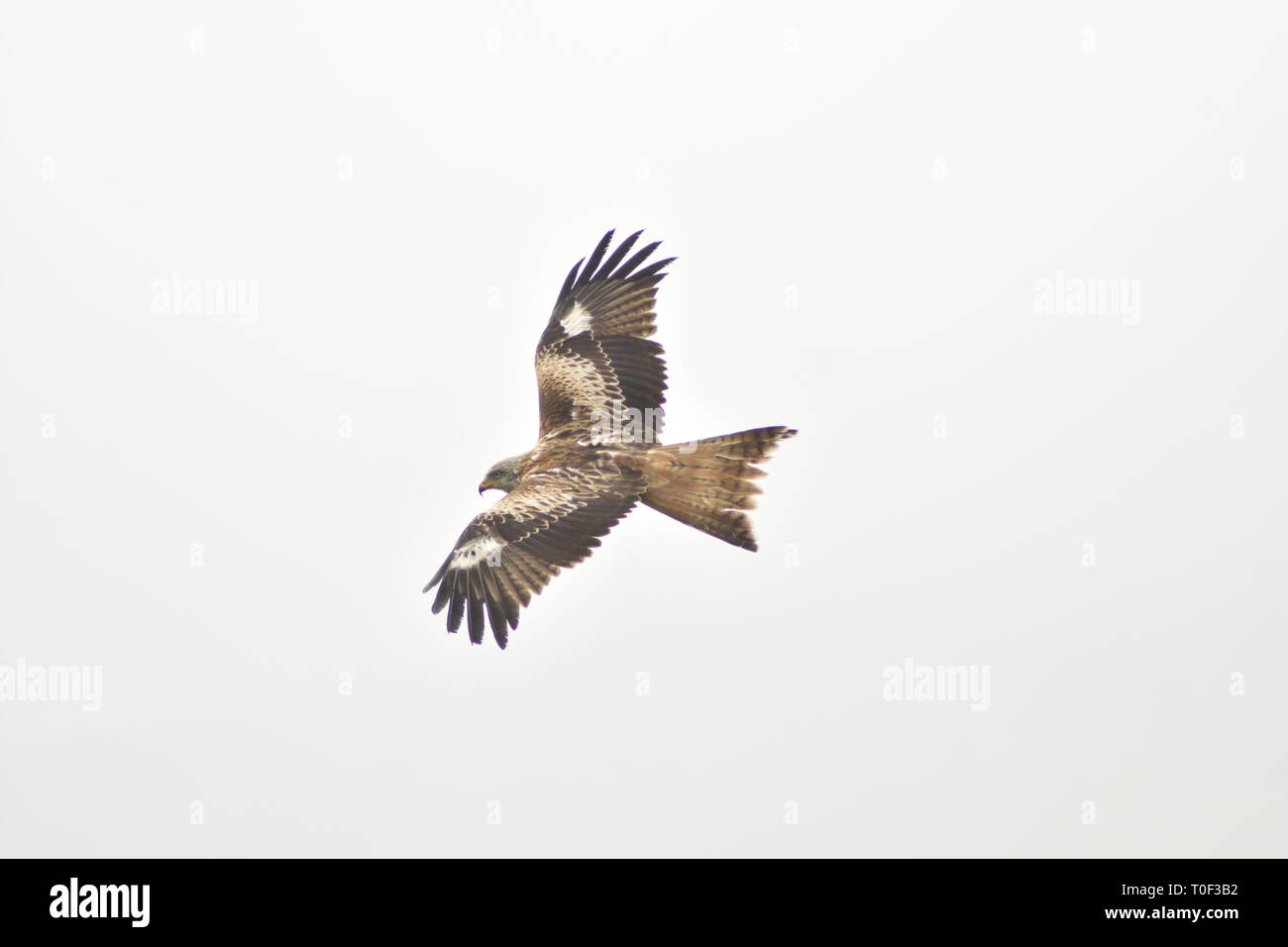 British birds of prey in flight hi-res stock photography and images - Alamy