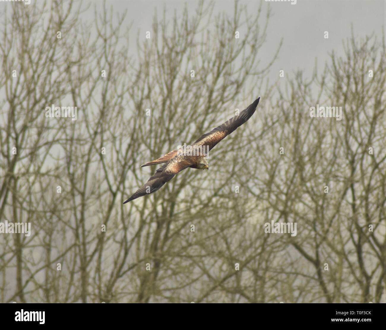 Big kites hi-res stock photography and images - Alamy