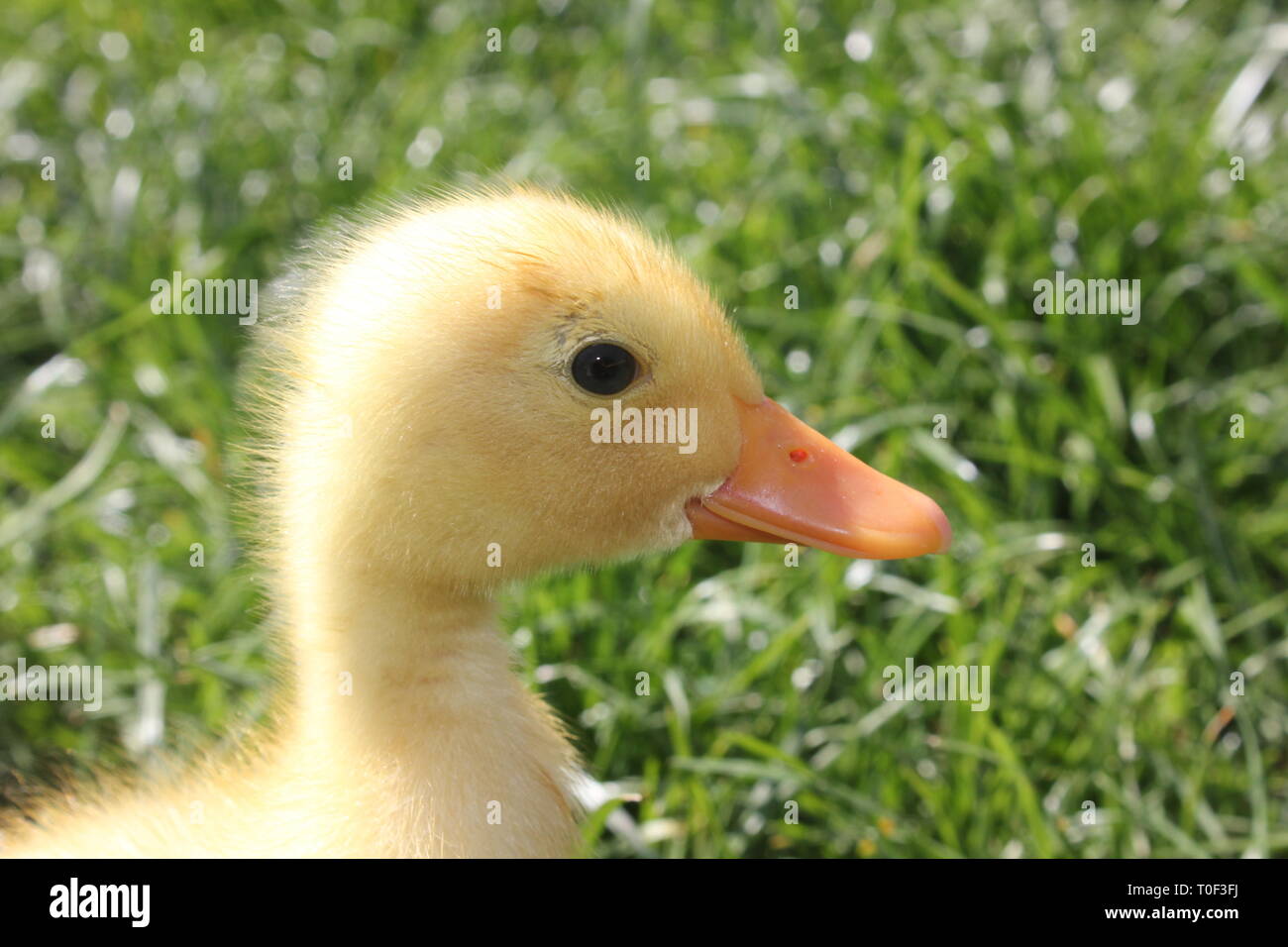 Baby duck hi-res stock photography and images - Alamy