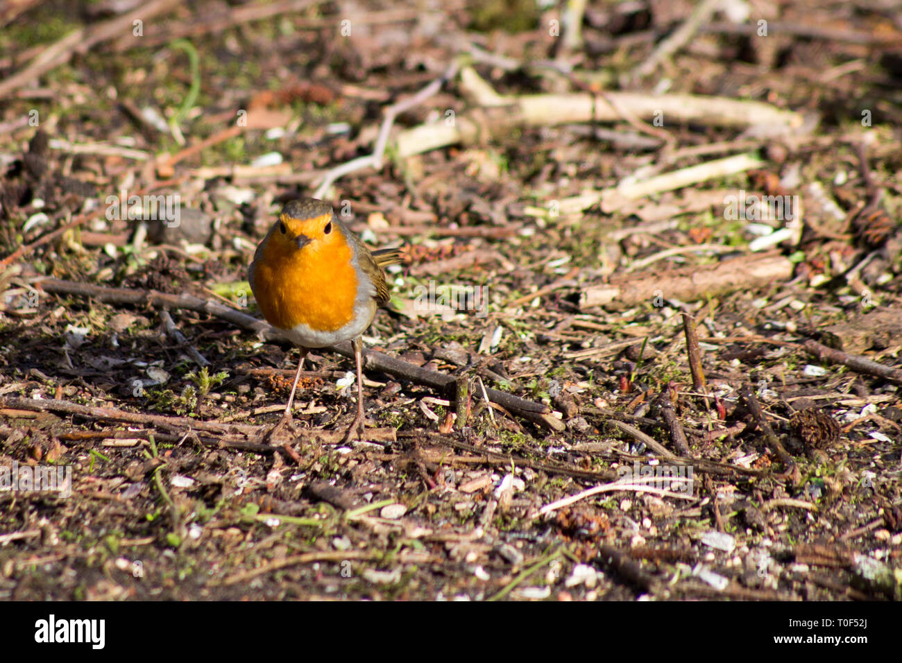 Robin Bird Wallpaper