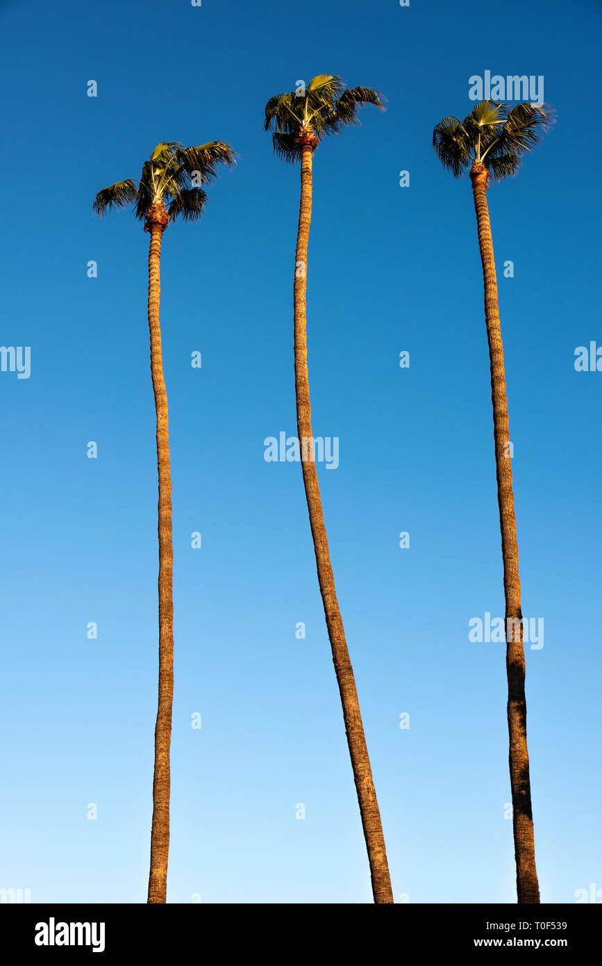 Three palms hi-res stock photography and images - Alamy