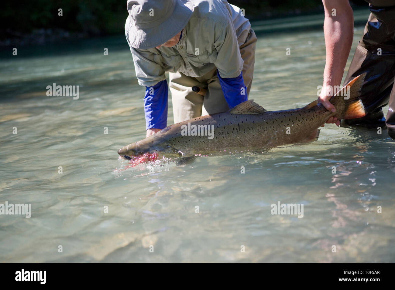 Mature man standing knee deep in water while holding a large fish Stock ...