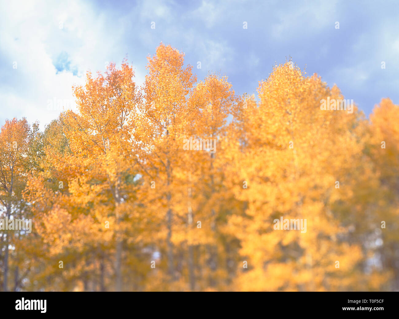 Golden tree tops in the sunshine Stock Photo - Alamy