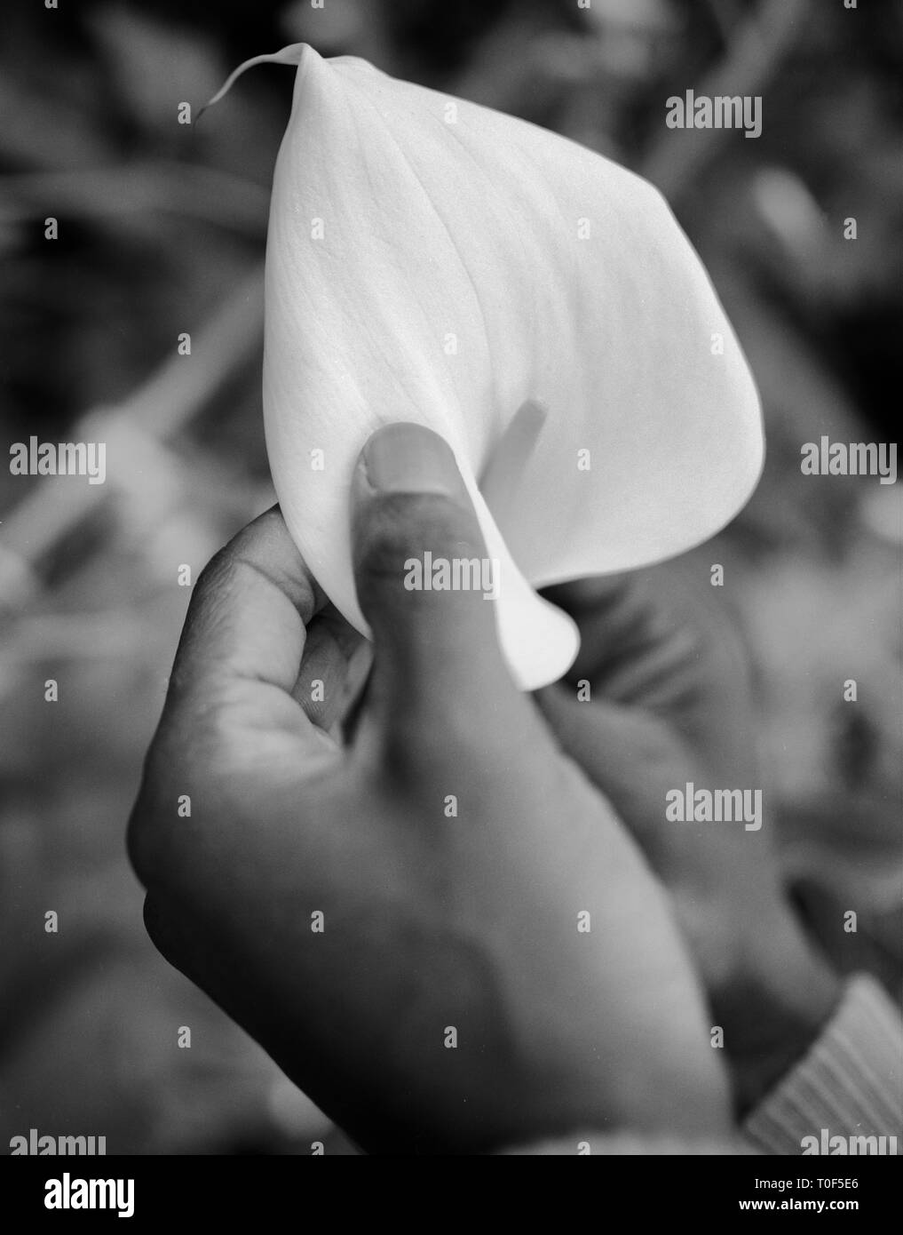 Man holding photo Black and White Stock Photos & Images - Alamy