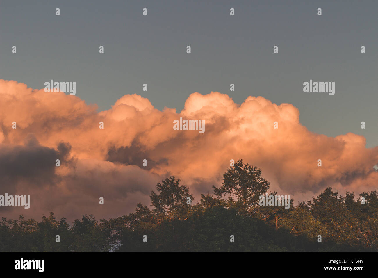 Vintage Pastel Forest Sunset Stock Photo - Alamy
