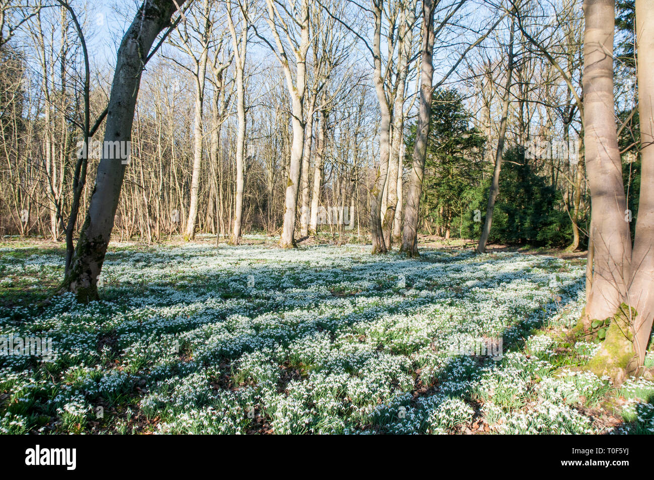 Snowdrops Galanthus in woodland in late winter early spring at Lytham ...