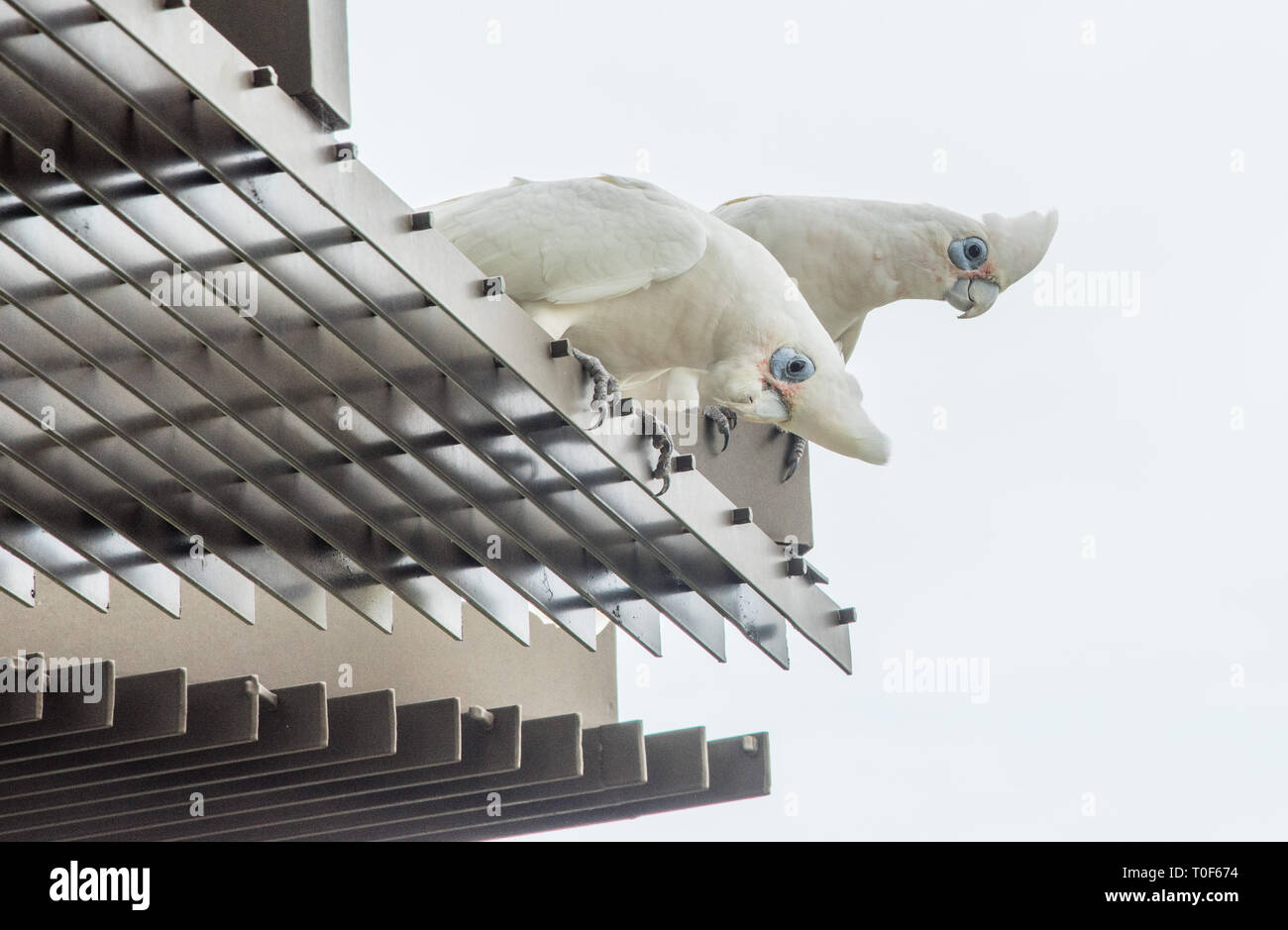 Two curious blue-eyed little corella parrots perched on building ...