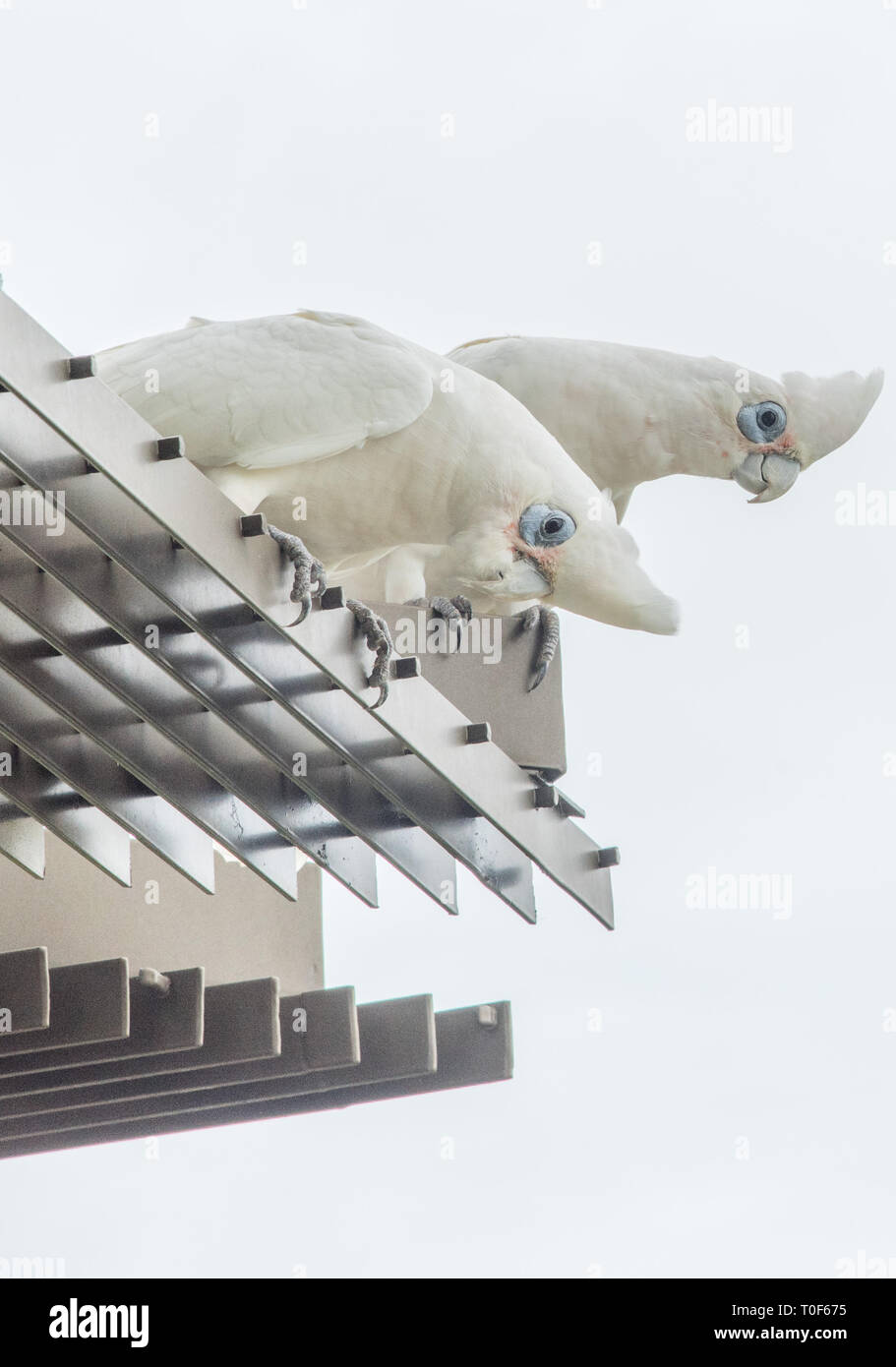 Two curious blue-eyed little corella parrots perched on building ...