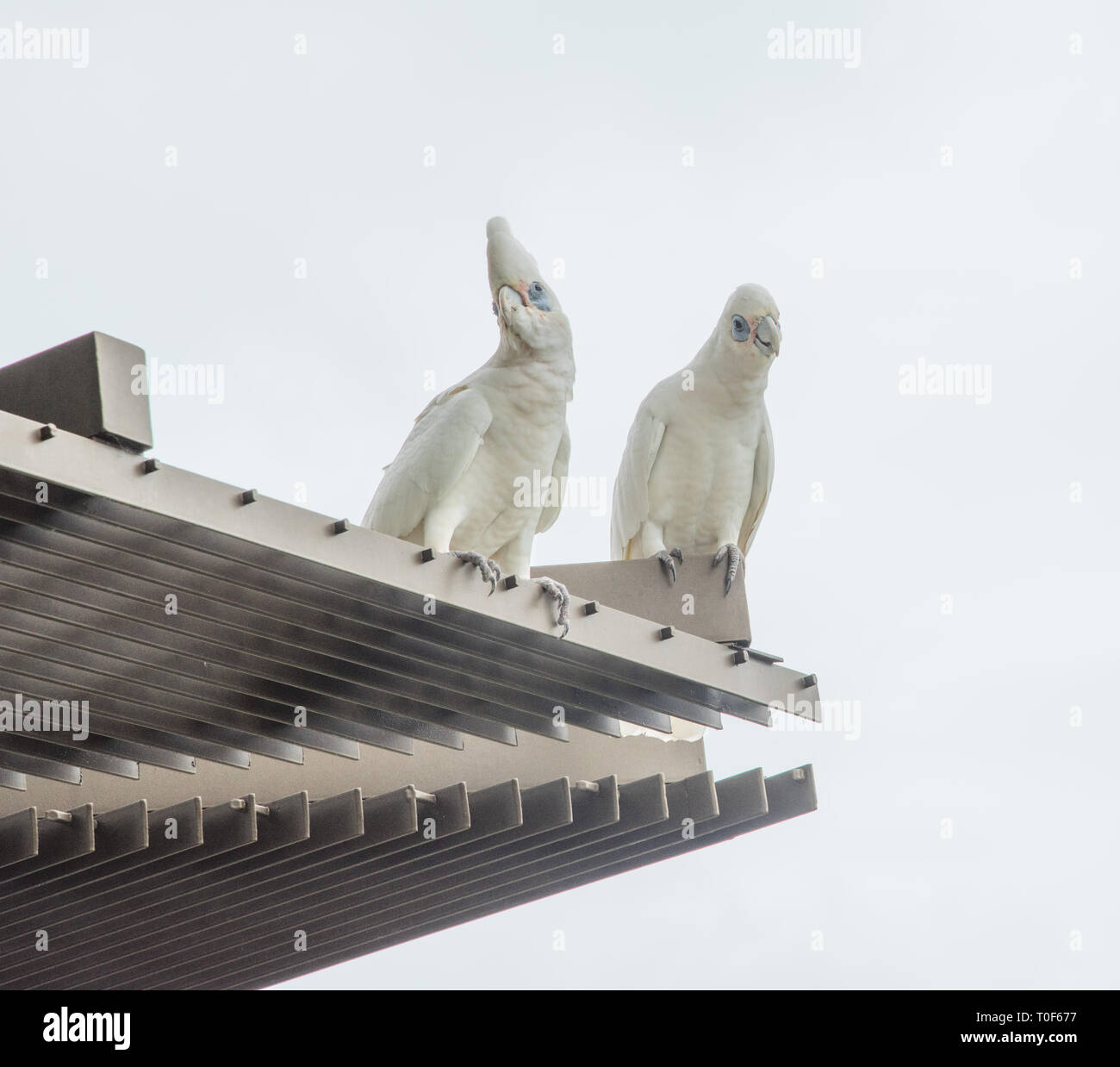 Little corella perching hi-res stock photography and images - Alamy