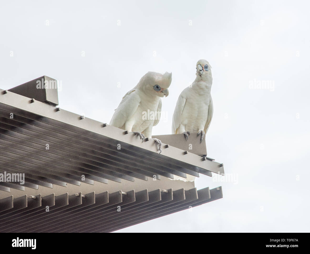 Two eyed camera hi-res stock photography and images - Alamy