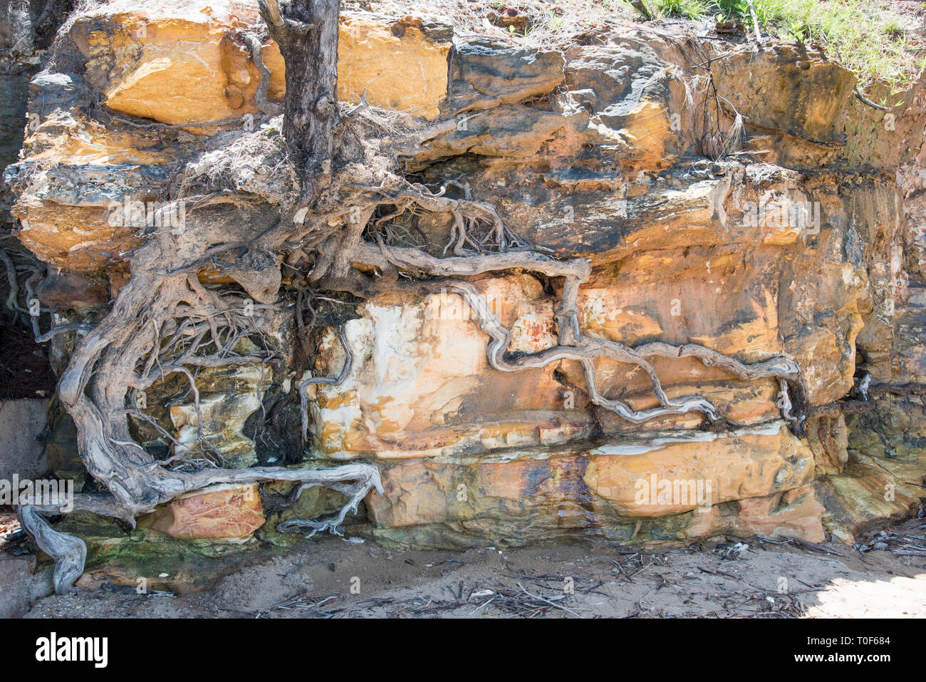 Closeup of the tropical tree roots clinging to the rocky cliffs at the ...