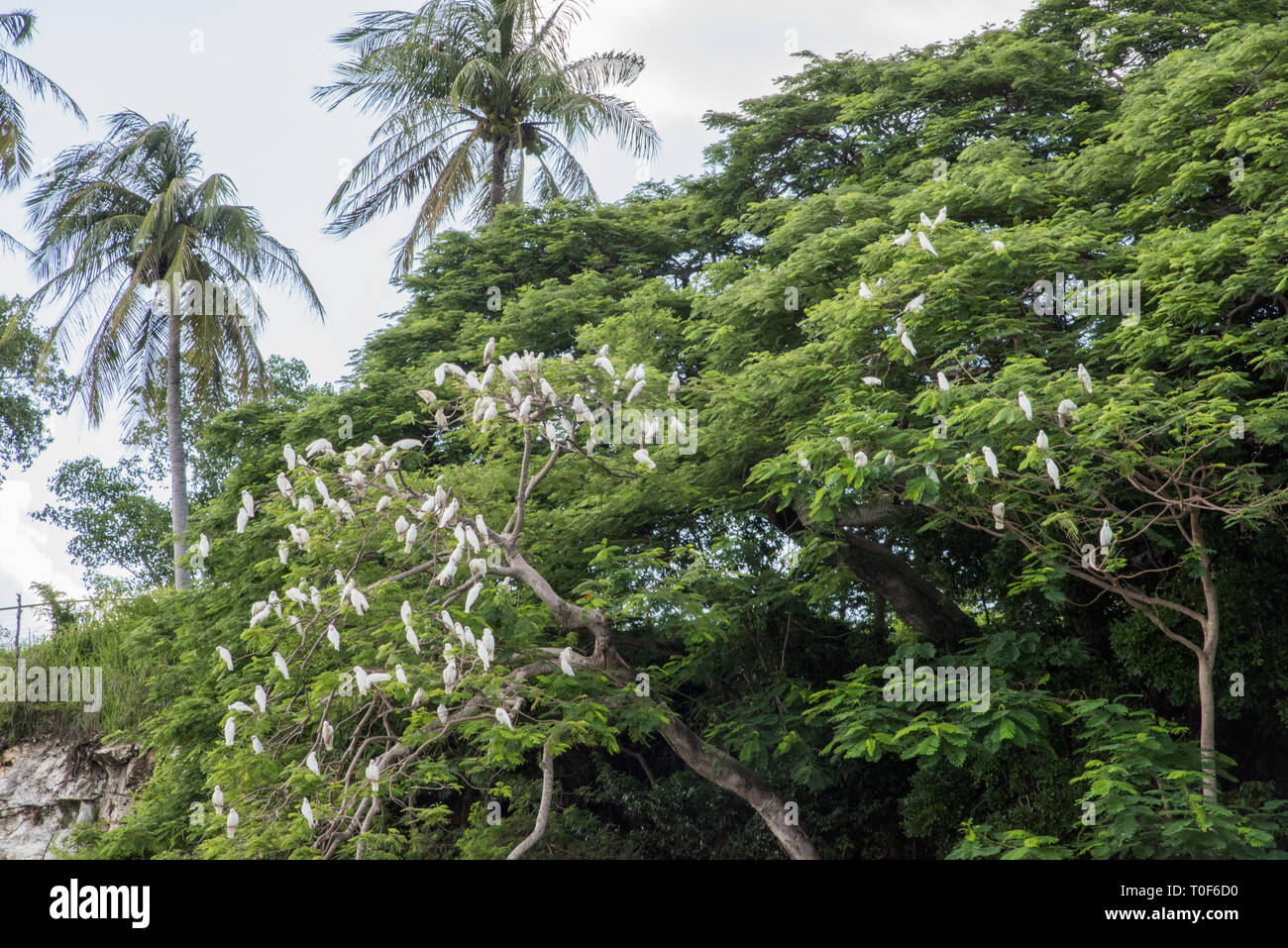 Little corella parrots perched in lush tree in tropical Darwin ...