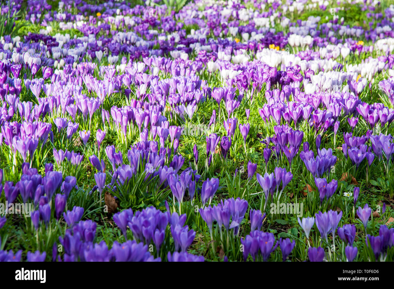 Purple display hi-res stock photography and images - Alamy
