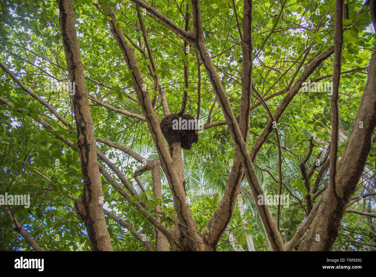 Insect mud nest in the tropical forest in Darwin, Australia Stock Photo ...
