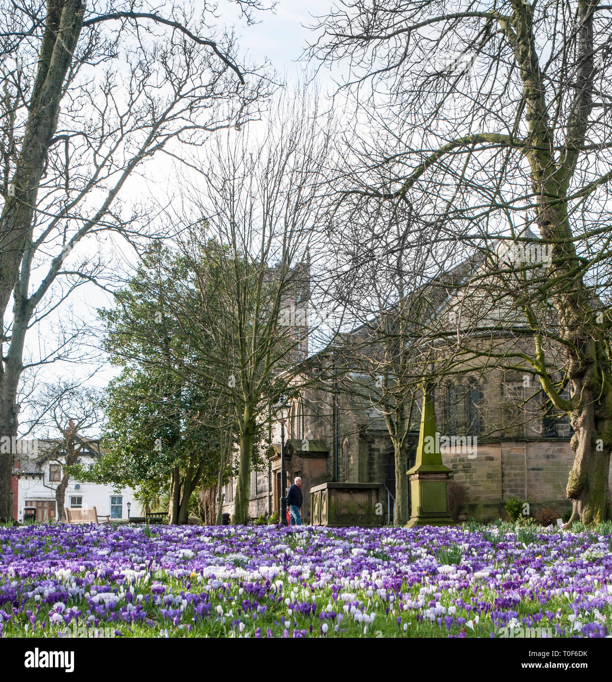 Crocus in St Chads Churchyard at Poulton le Fylde Lancashire England UK ...