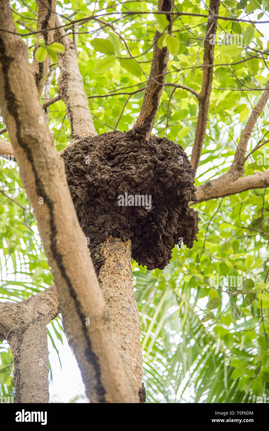 Insect mud nest in the tropical forest in Darwin, Australia Stock Photo ...