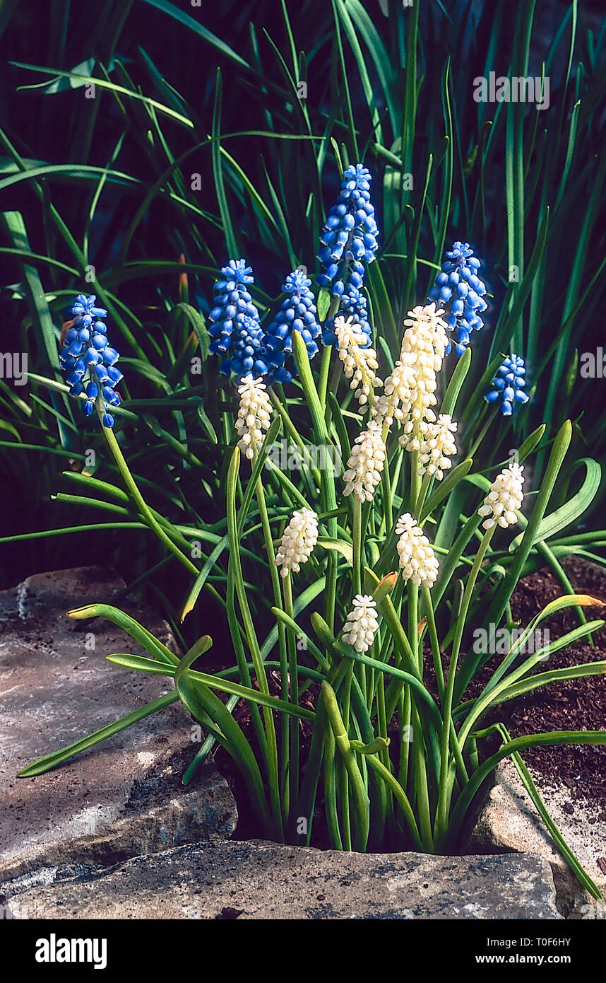 Muscari armeniacum album hi-res stock photography and images - Alamy
