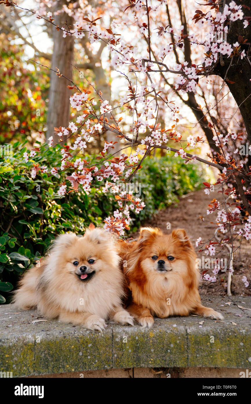 pomeranian dog smile,animal playing outside smiles Stock Photo - Alamy