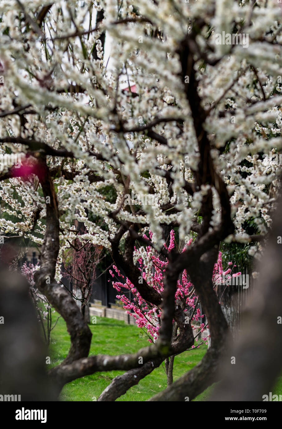 The Cherry Blossom tree at the Wuhan city, Hubei China. Every year of ...