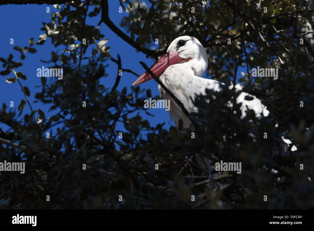 Madrid, Madrid, Spain. 19th Mar, 2019. A stork bird is seen at its nest ...