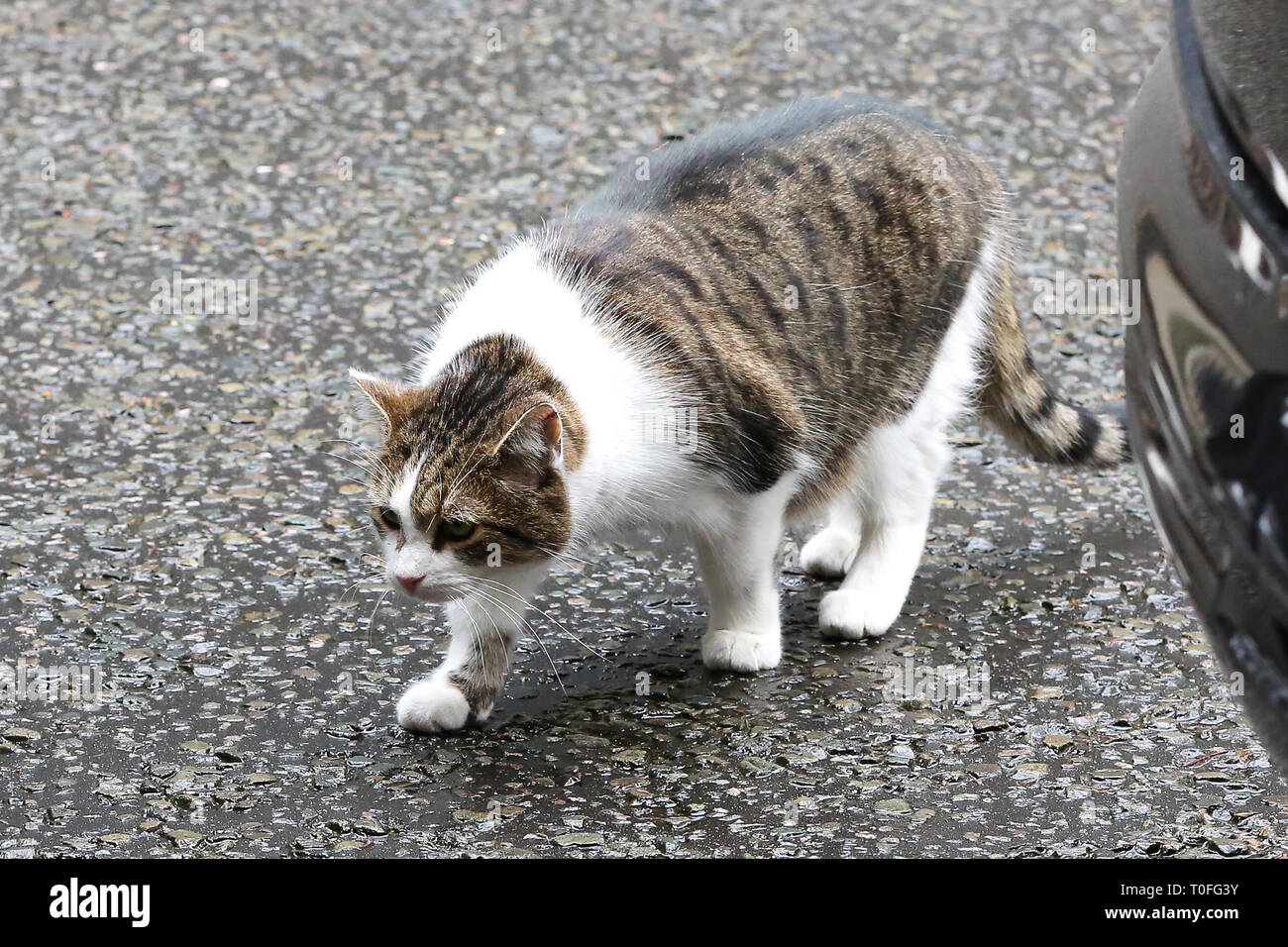 Larry the cat in downing street hi-res stock photography and images - Alamy