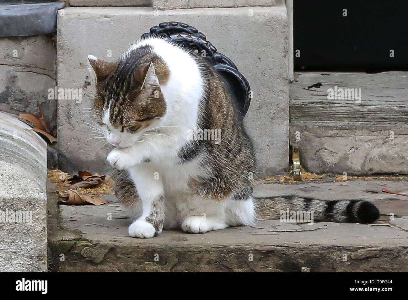 Larry, the 10 Downing Street cat and Chief Mouser to the Cabinet Office ...
