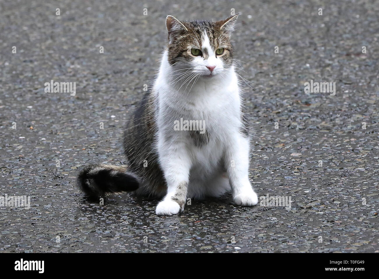 Larry, the 10 Downing Street cat and Chief Mouser to the Cabinet Office ...