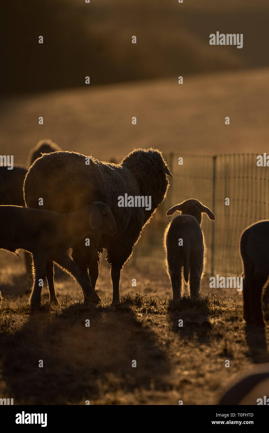 Maulbronn, Germany. 20th Mar, 2019. Sheep are standing on a pasture at ...