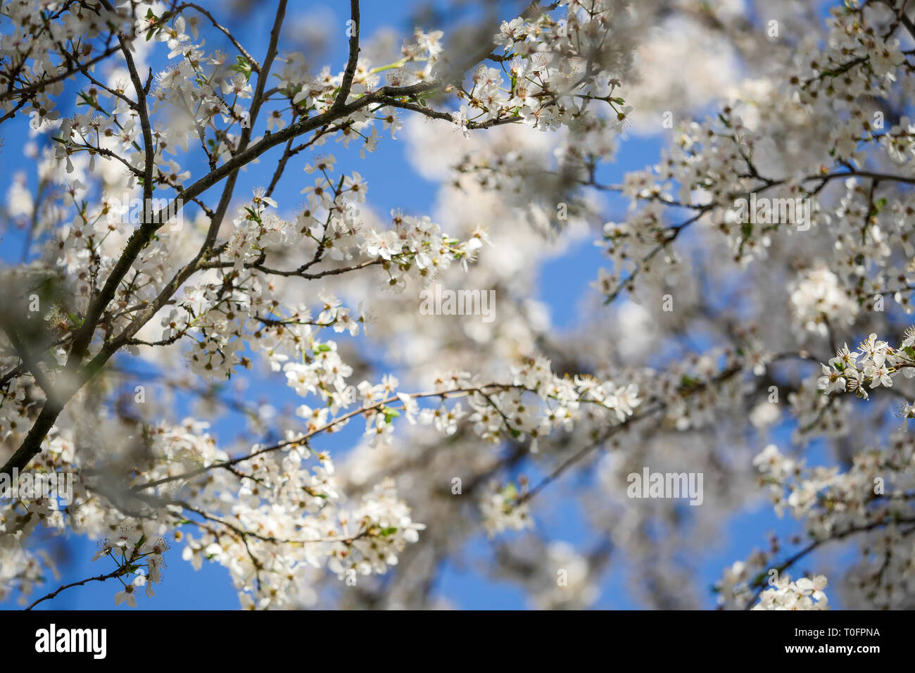 Flowering plum tree, Lyon, France Stock Photo - Alamy