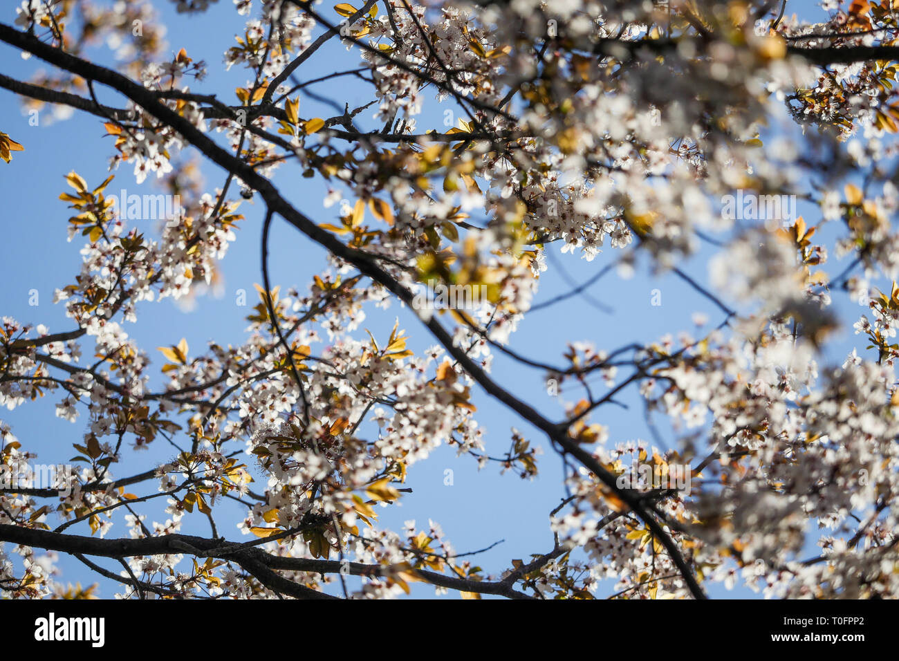 Flowering plum tree, Lyon, France Stock Photo - Alamy