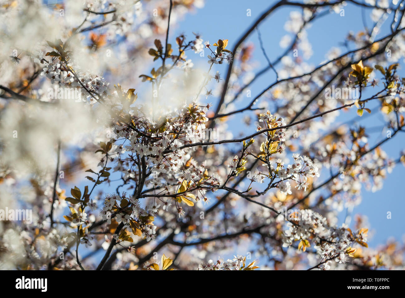 Flowering plum tree, Lyon, France Stock Photo - Alamy