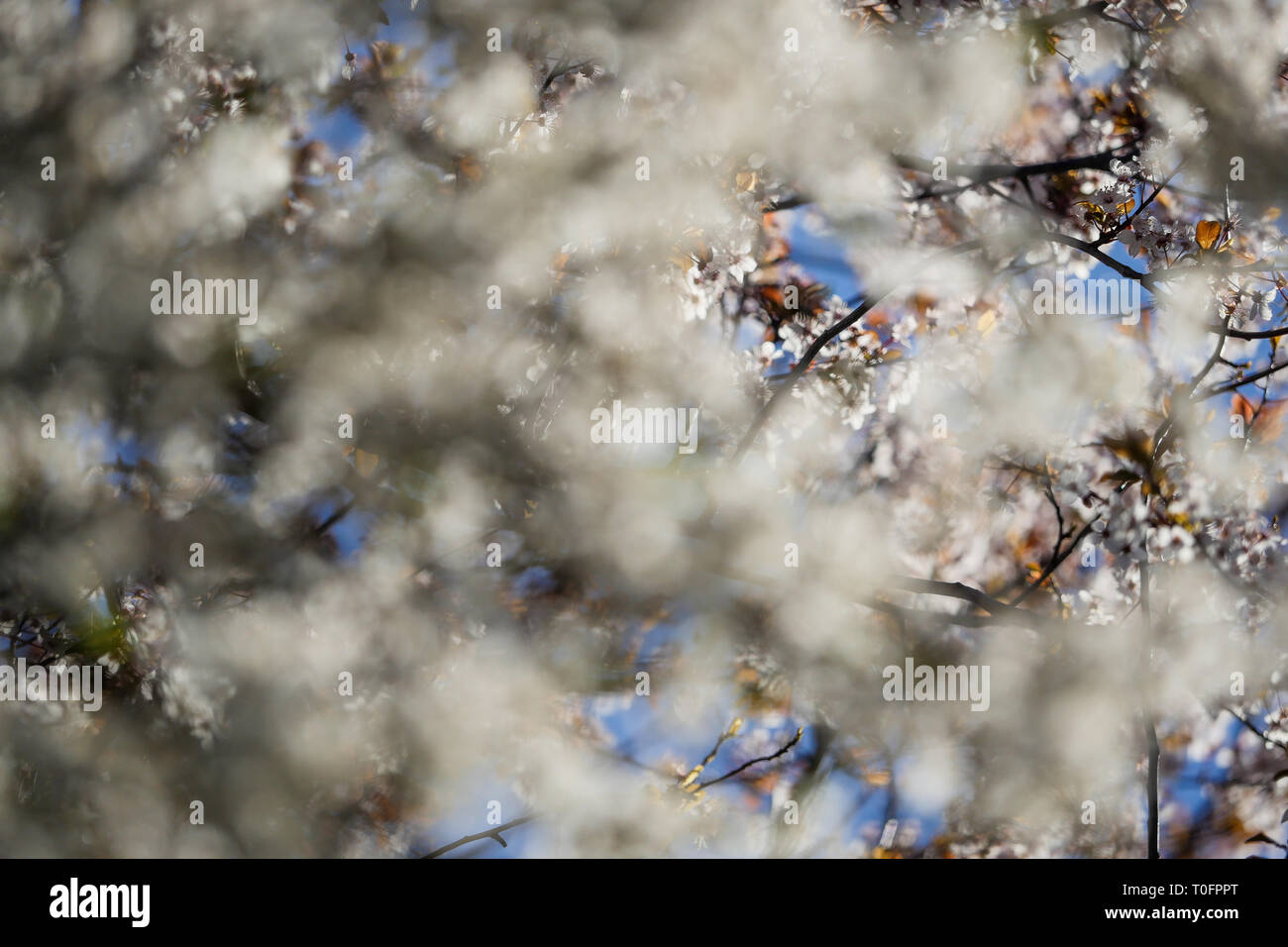 Flowering plum tree, Lyon, France Stock Photo - Alamy