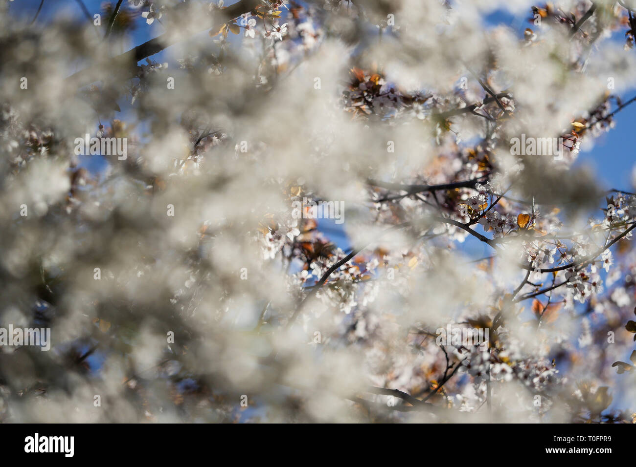 Flowering plum tree, Lyon, France Stock Photo - Alamy