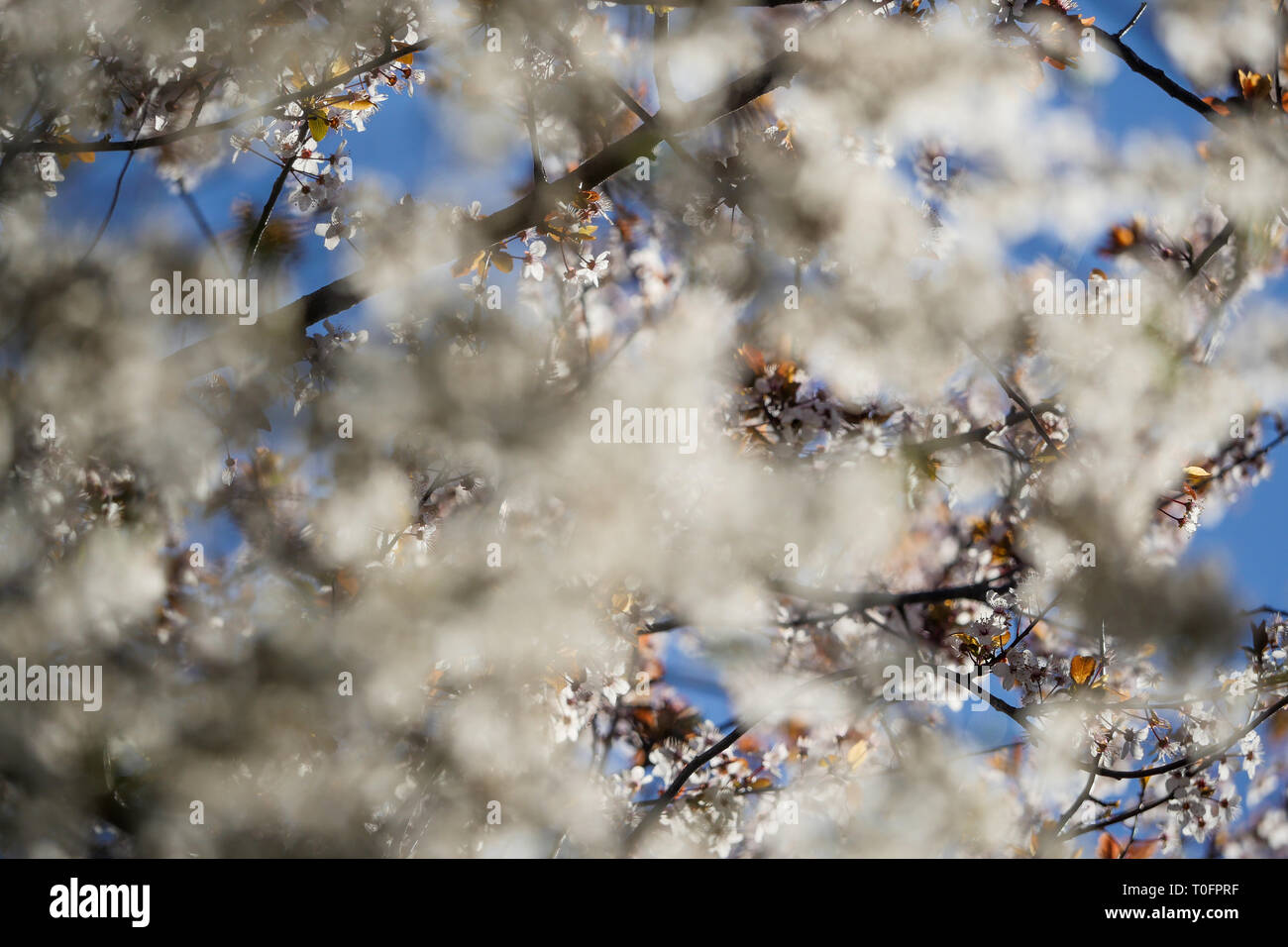 Flowering plum tree, Lyon, France Stock Photo - Alamy